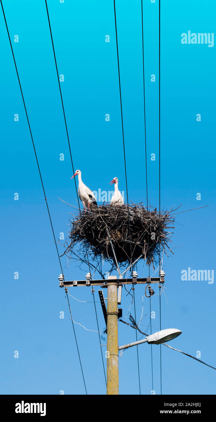 Two Stork in nest on top of electric pillar Stock Photo - Alamy