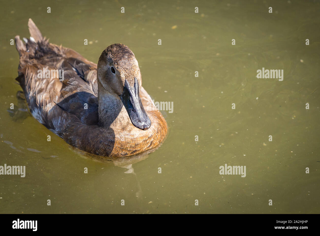 Female canvasback hi-res stock photography and images - Alamy