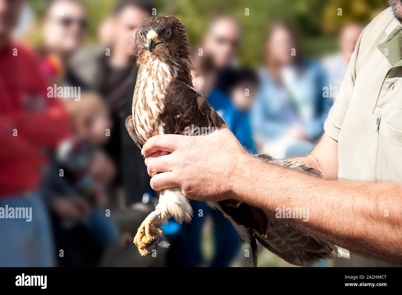 European Honey Buzzard (Pernis apivorus), wounded in the hands of a ...