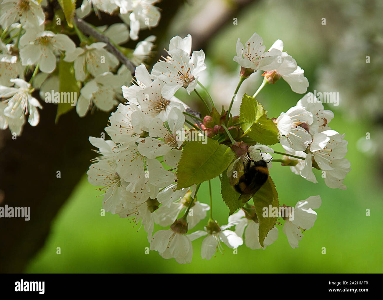 Spring cherry tree in bloom with White flowers Stock Photo - Alamy