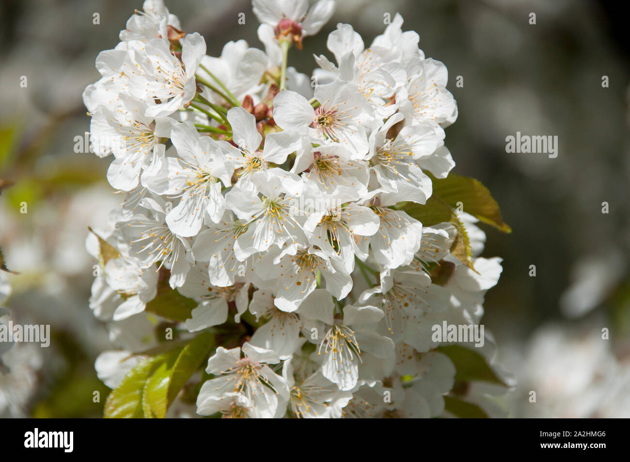 Cherry blossom tree outside hi-res stock photography and images - Alamy