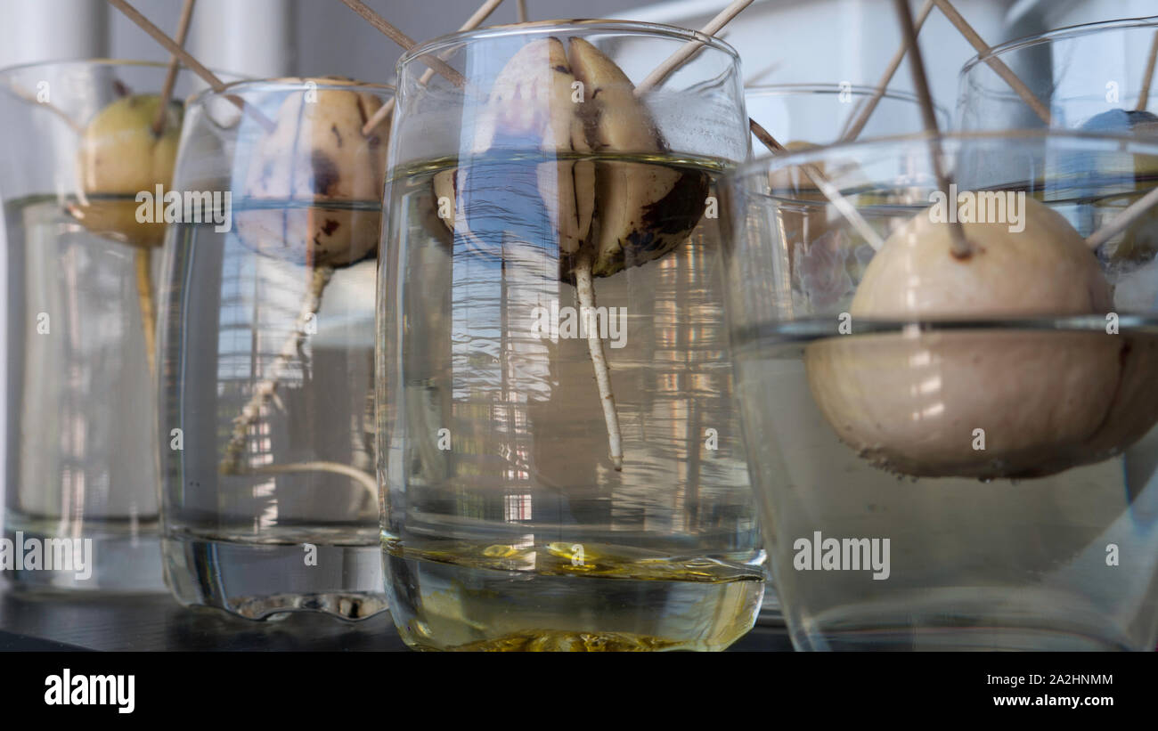 Growing an avocado pit hi-res stock photography and images - Alamy