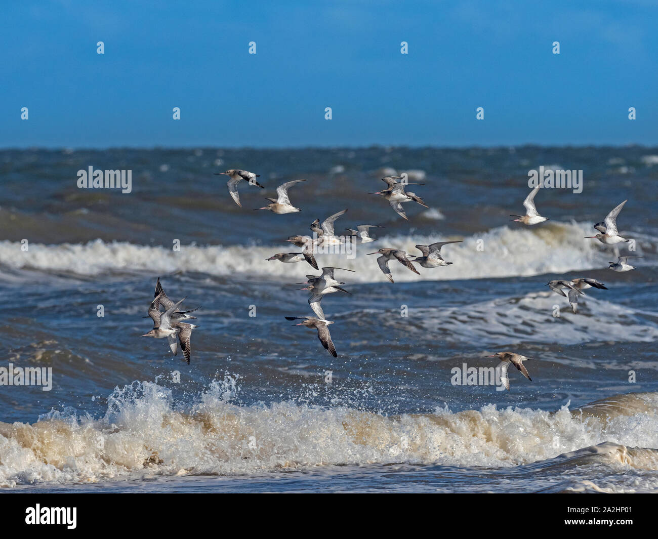 Tidal mudflats coast birds waders bird hi-res stock photography and ...