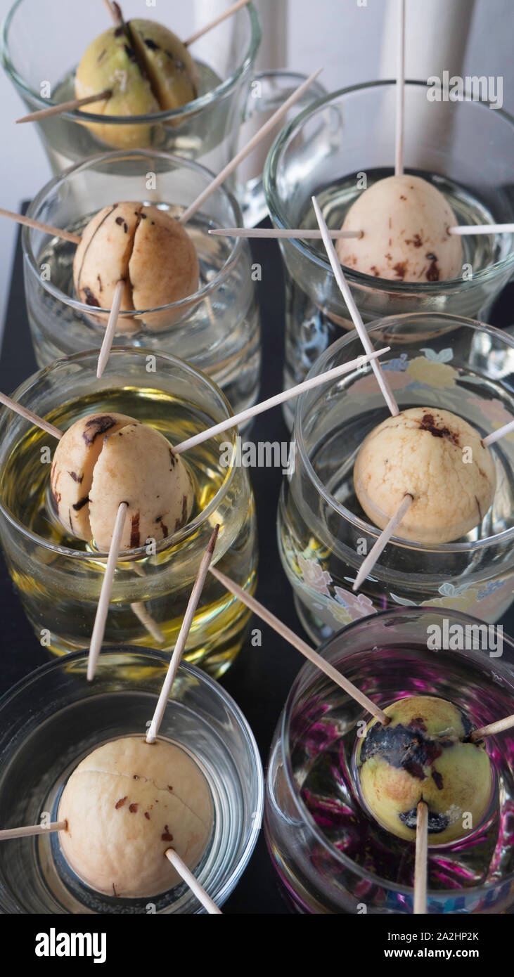 Growing Avocados at home. Avocado seed in glass with water. Avocado ...