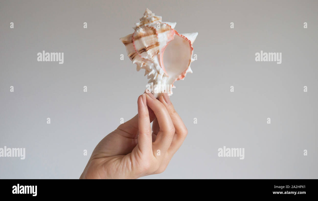 Spiral striped seashell hi-res stock photography and images - Alamy
