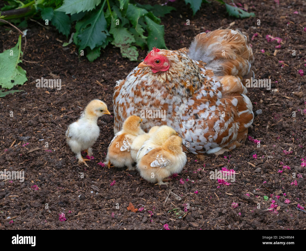 Domestic farmyard Chicken with newly hatched chicks Stock Photo - Alamy