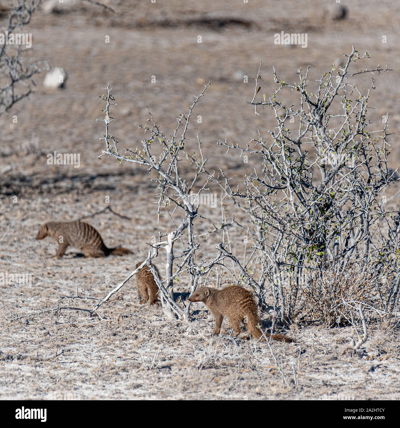A group of Banded Mongoose -Mungos mungo- Hinding behind the bushes of ...