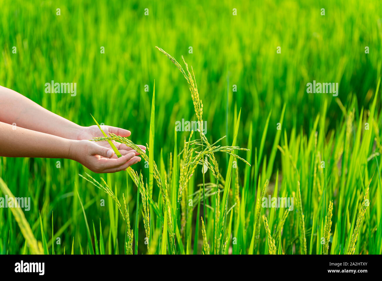 close up of farmer's hand holding green rice in the fields. Asian ...