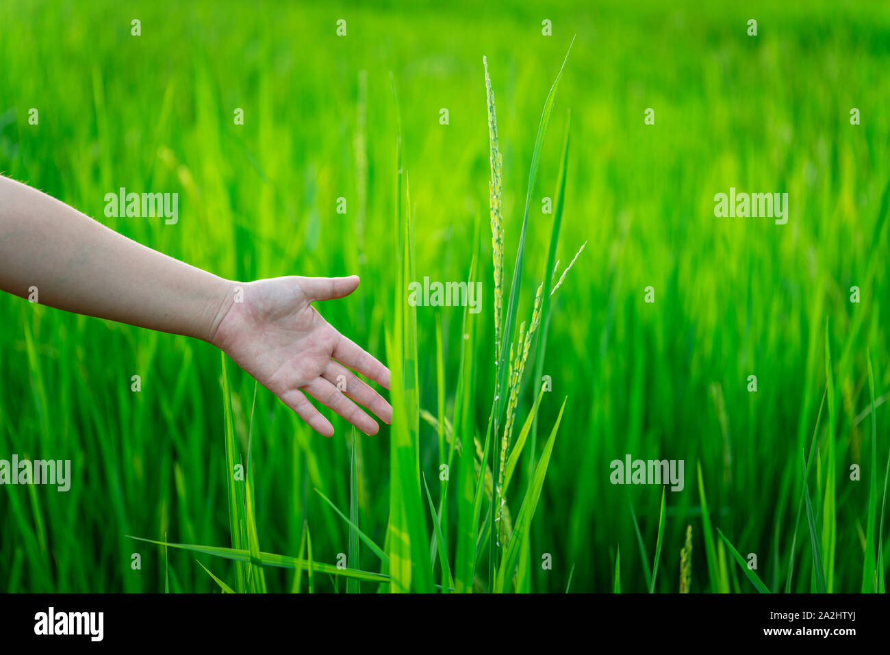 close up of farmer's hand holding green rice in the fields. Asian ...