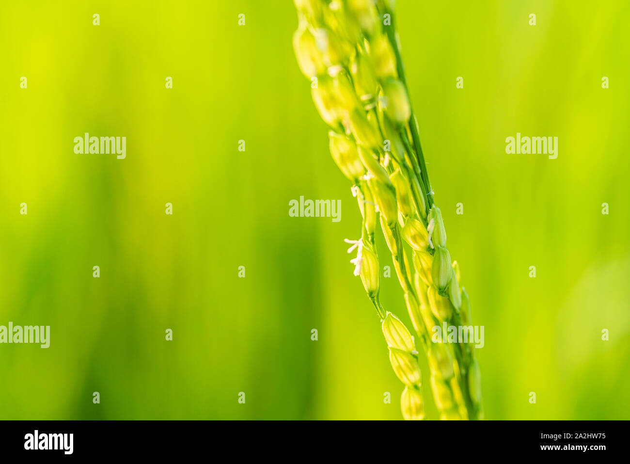 Rice spike in rice field Stock Photo - Alamy