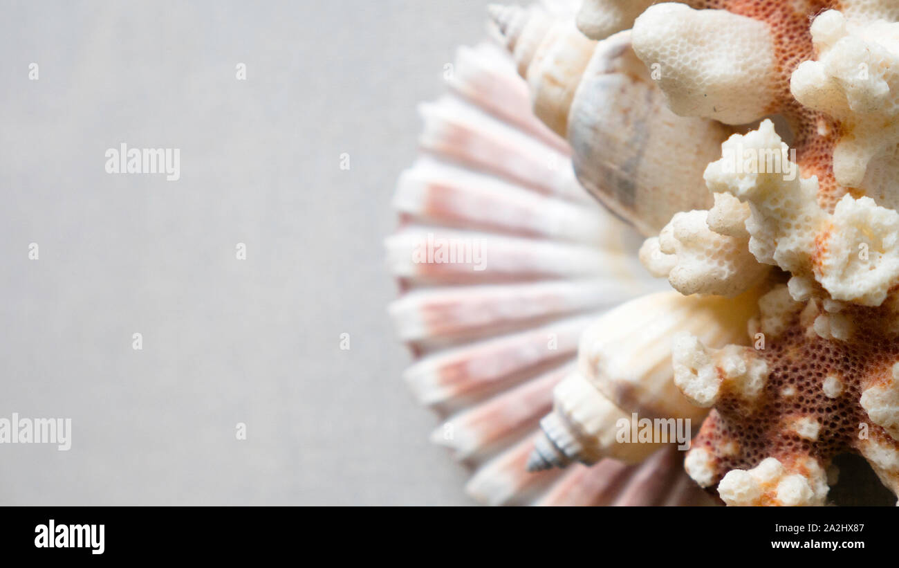 Various seashell and coral isolated on white background Stock Photo - Alamy