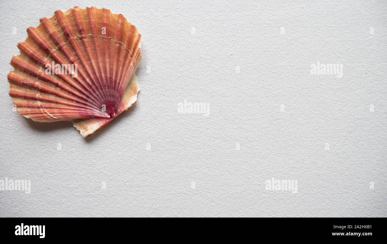 Fan Seashells on isolated background - Mexican Flat Seashells Stock ...