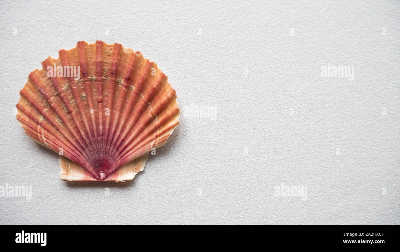 Fan mussel hi-res stock photography and images - Alamy