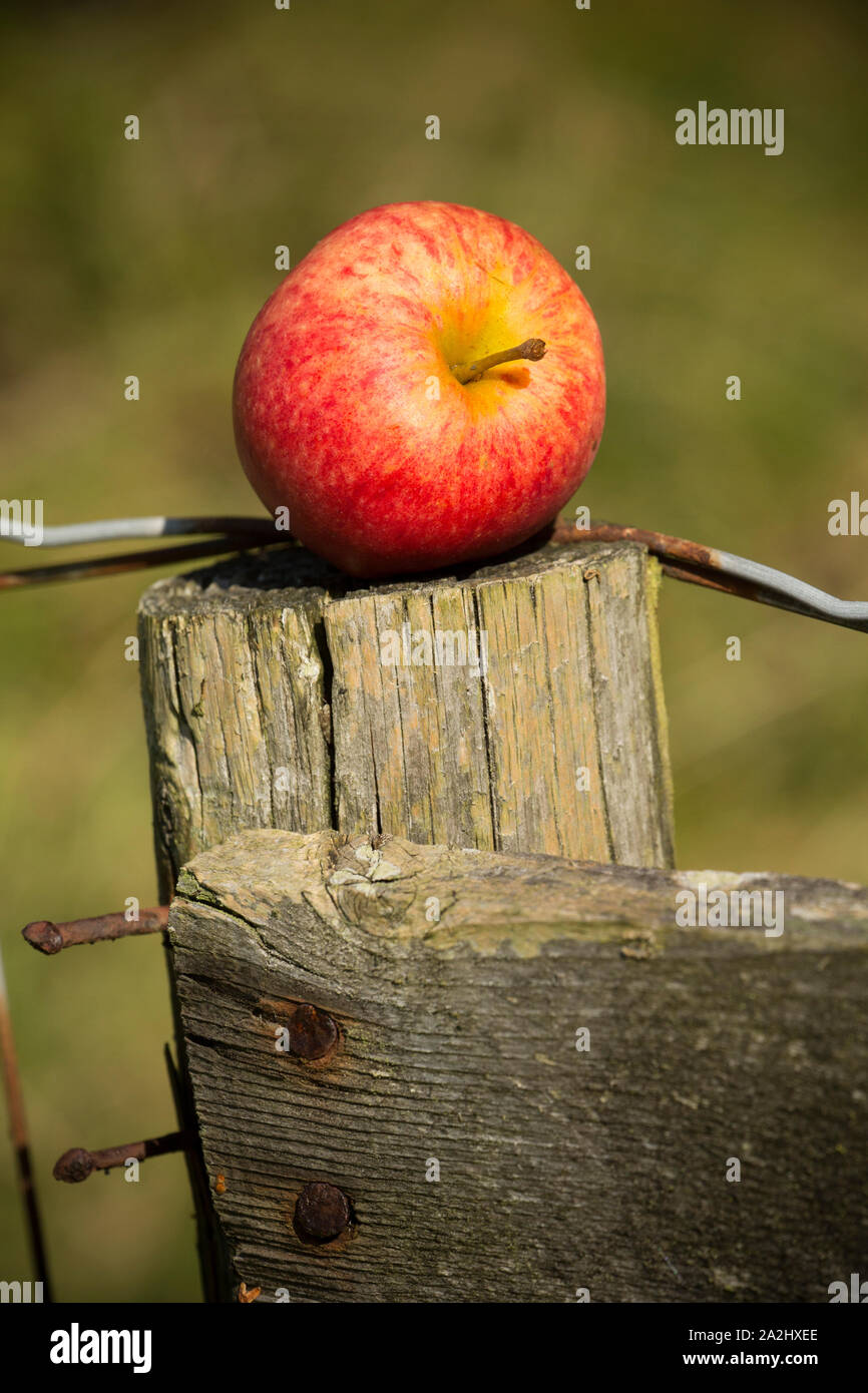 Old Apple Orchard High Resolution Stock Photography and Images - Alamy