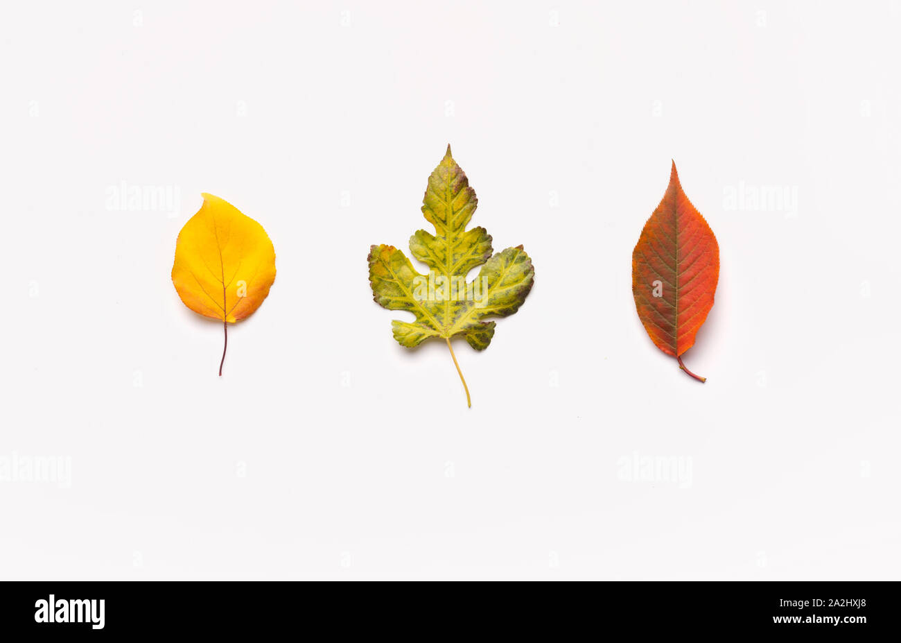 Three different fallen leaves isolated on white background Stock Photo ...