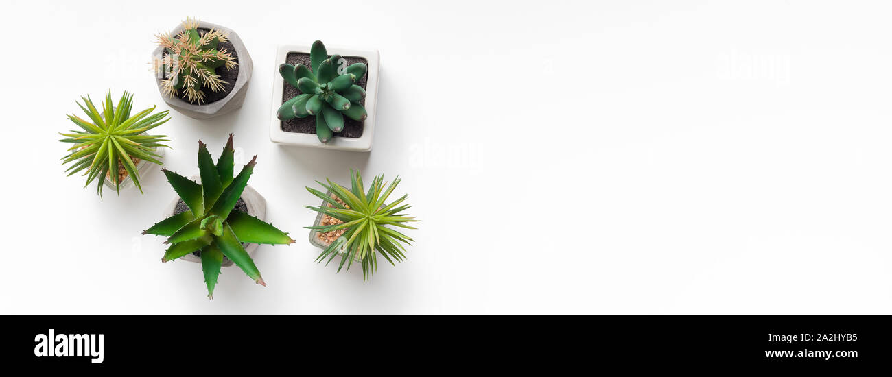 Cactus cacti plants growing Cut Out Stock Images & Pictures - Alamy