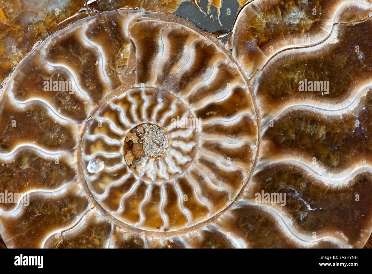 Ancient ammonites, also referred to as ammonoidea or ammonoids, are an ...
