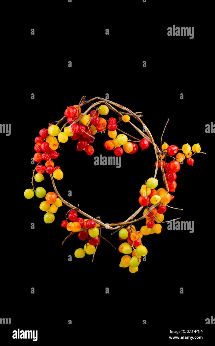 Red berries black climbing plant hi-res stock photography and images ...