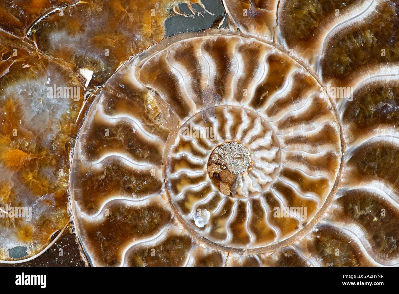 Extinct mollusc shells hi-res stock photography and images - Alamy