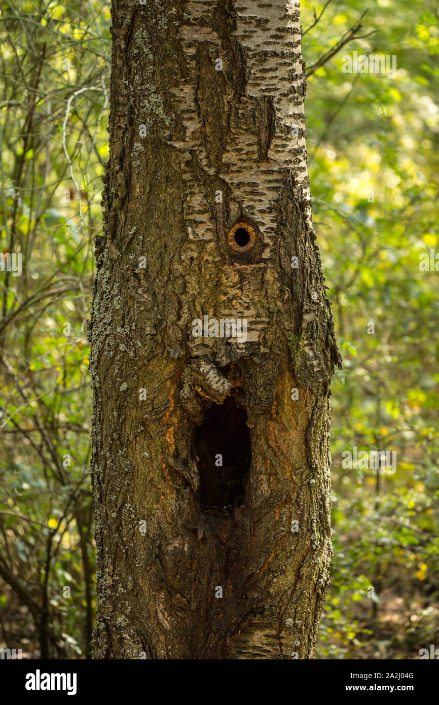 Lair in tree trunk Stock Photo - Alamy
