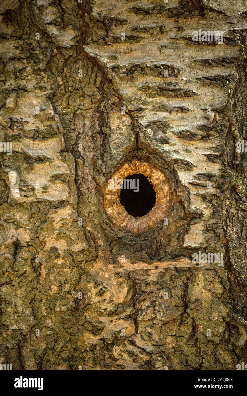 Tree burrow hi-res stock photography and images - Alamy