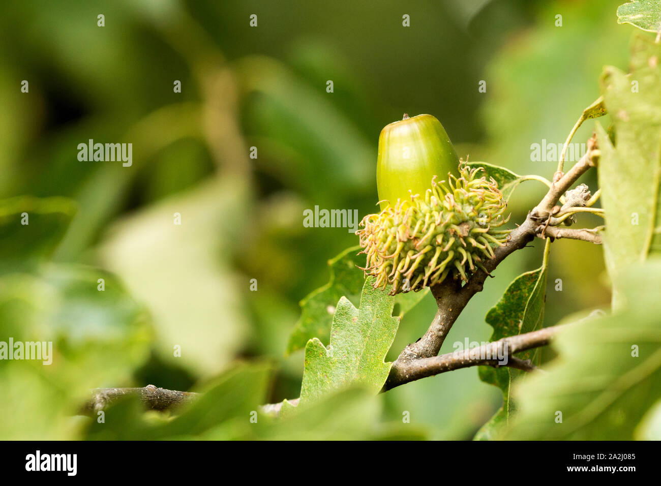 Oak tree and acorn Stock Photo - Alamy
