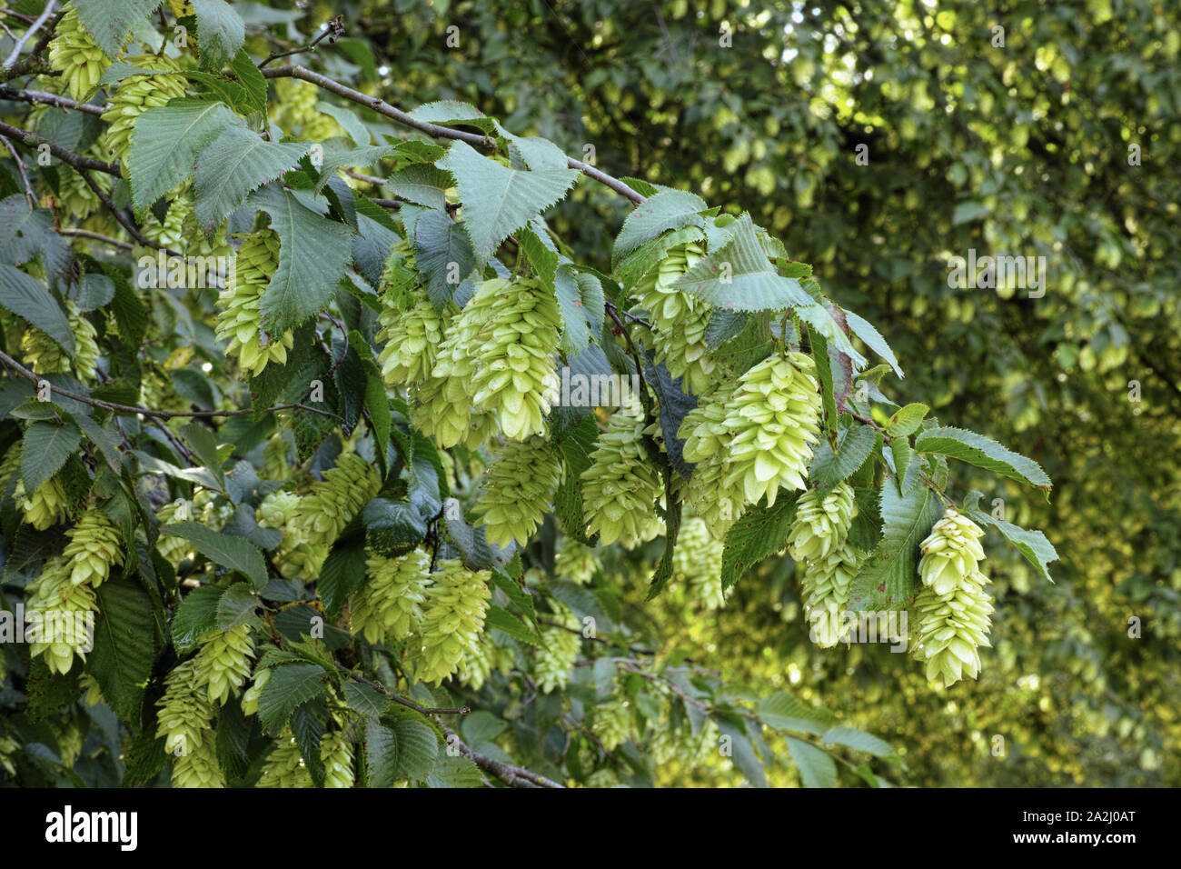 european hop hornbeam, seed heads and leaves, Ostrya carpinifolia Stock ...