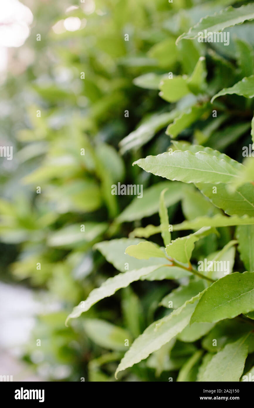Green long leaves from a bush on a wall. Vertical shot Stock Photo - Alamy