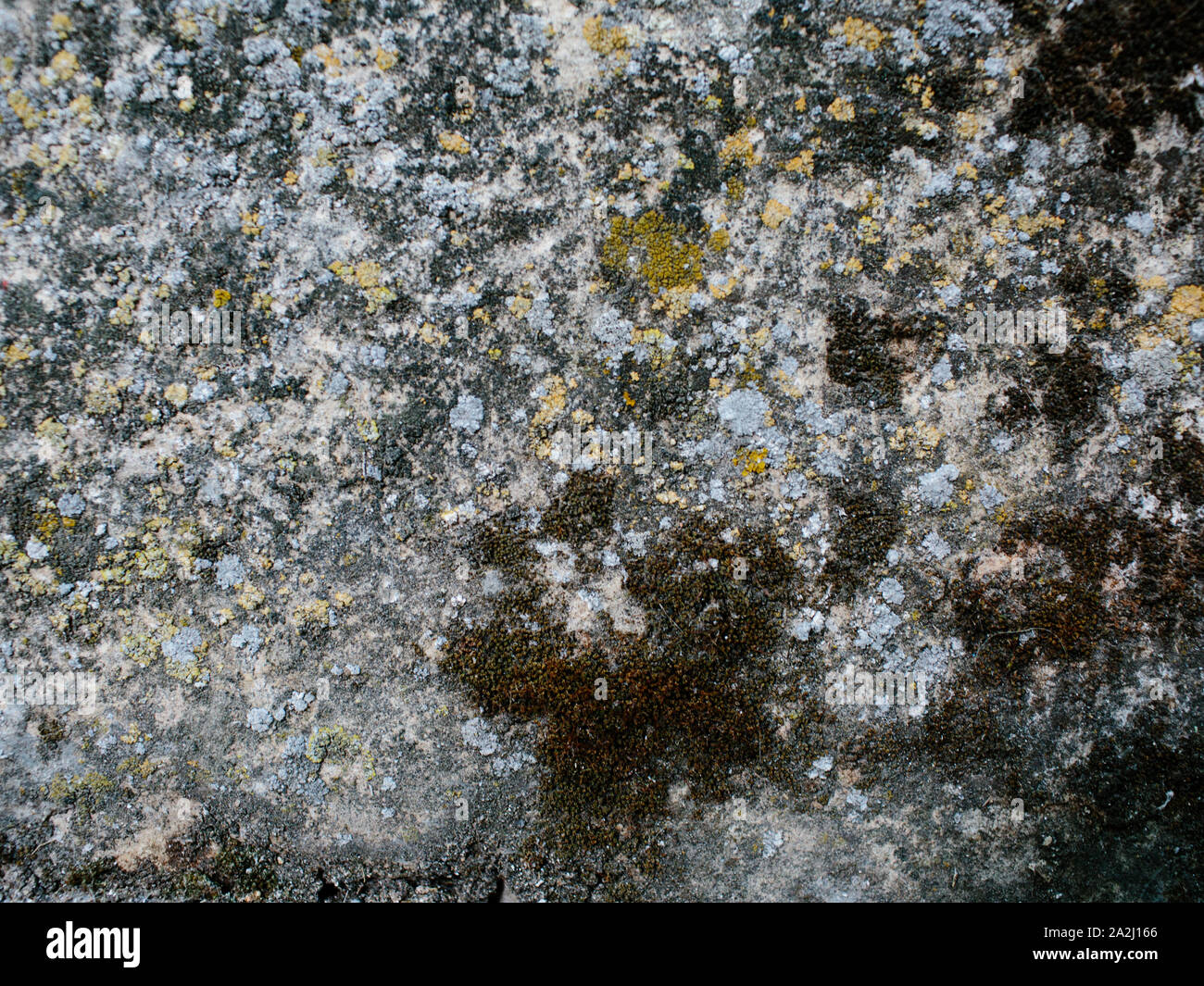 Stone texture covered in moss Stock Photo - Alamy