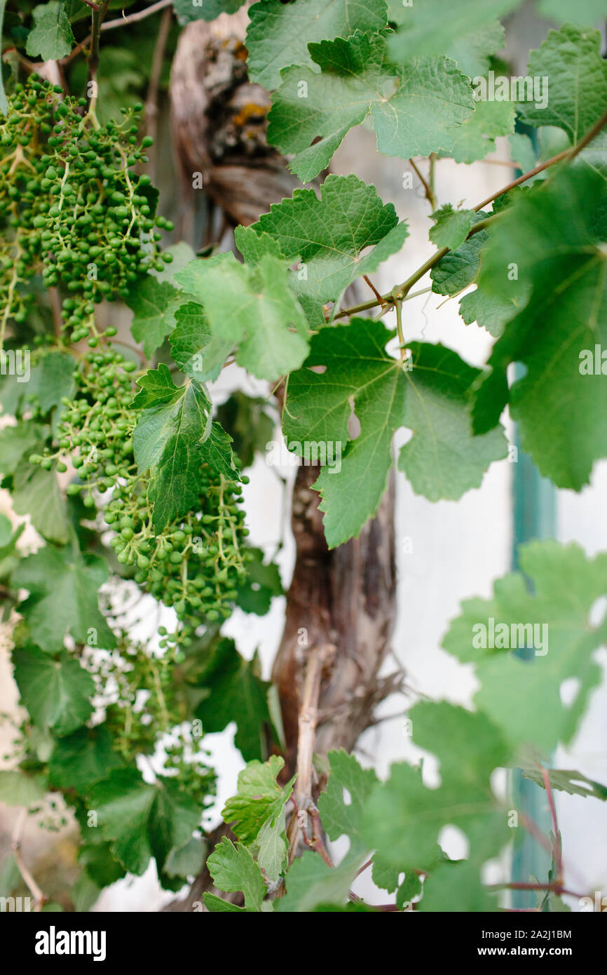 Leaves red vine hanging from hi-res stock photography and images - Alamy