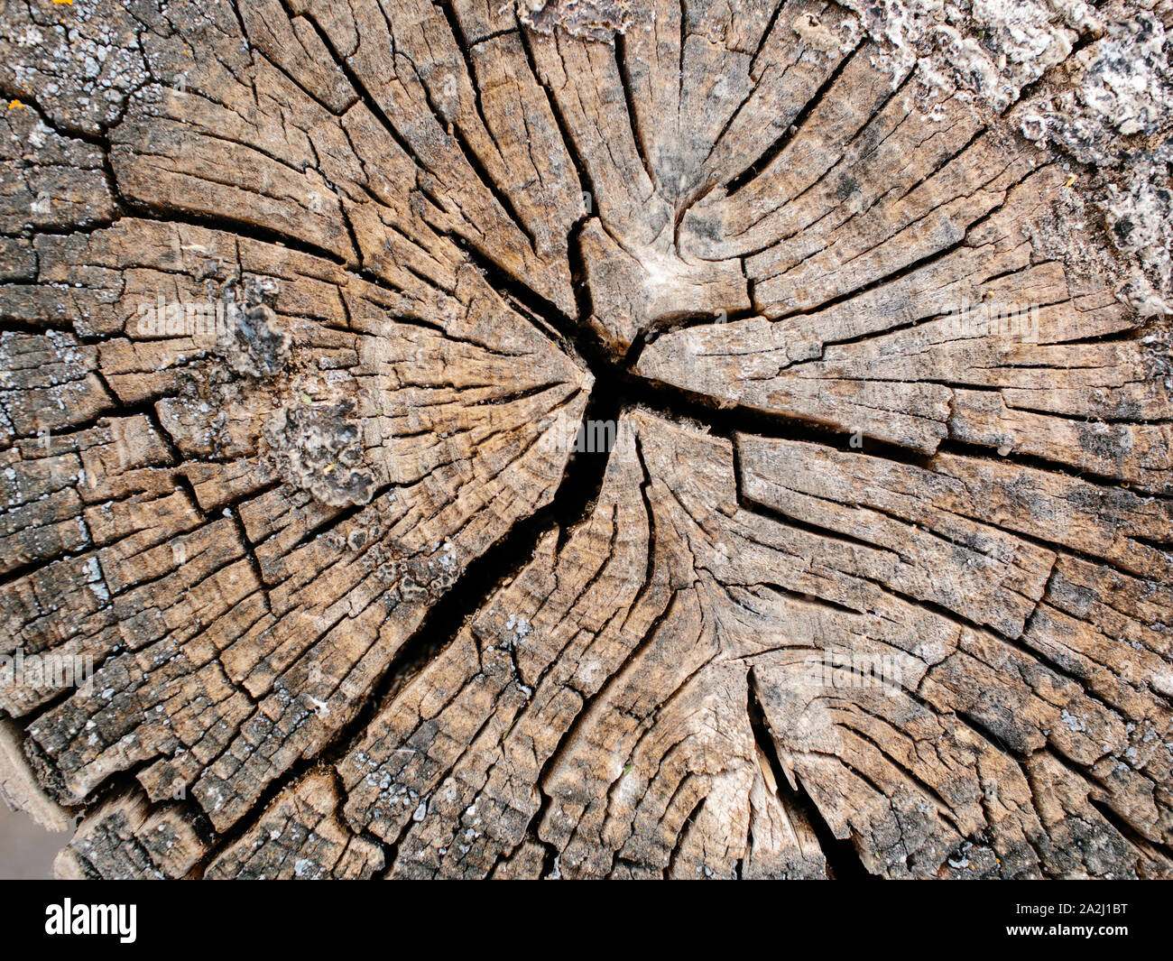 Close up of the interior of an old pollard Stock Photo - Alamy
