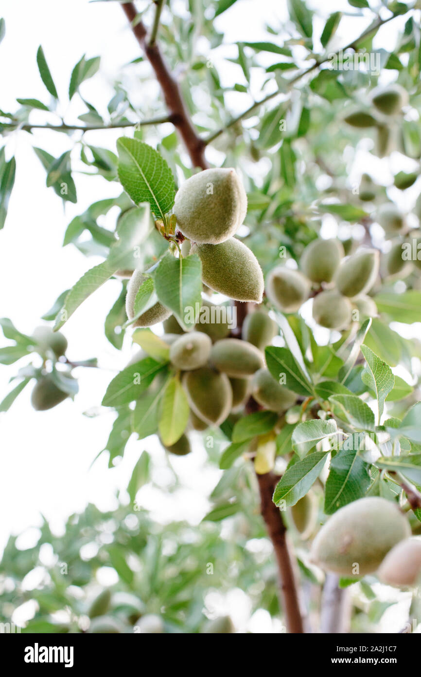 Some almonds hanging on the branch of an almond tree Stock Photo - Alamy