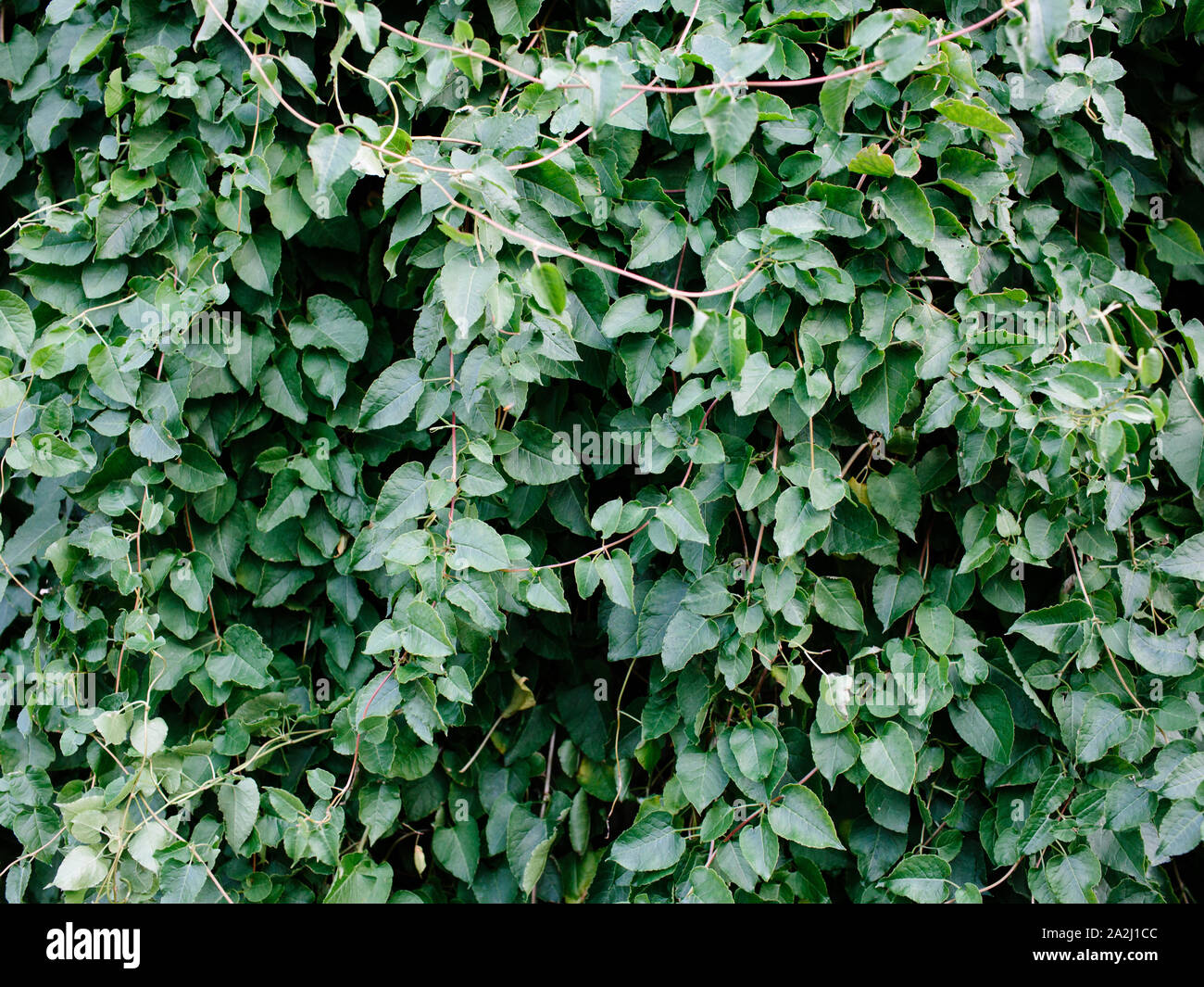 Green leaves from a bush Stock Photo - Alamy