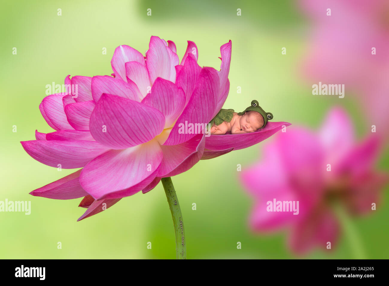 Newborn frog hi-res stock photography and images - Alamy