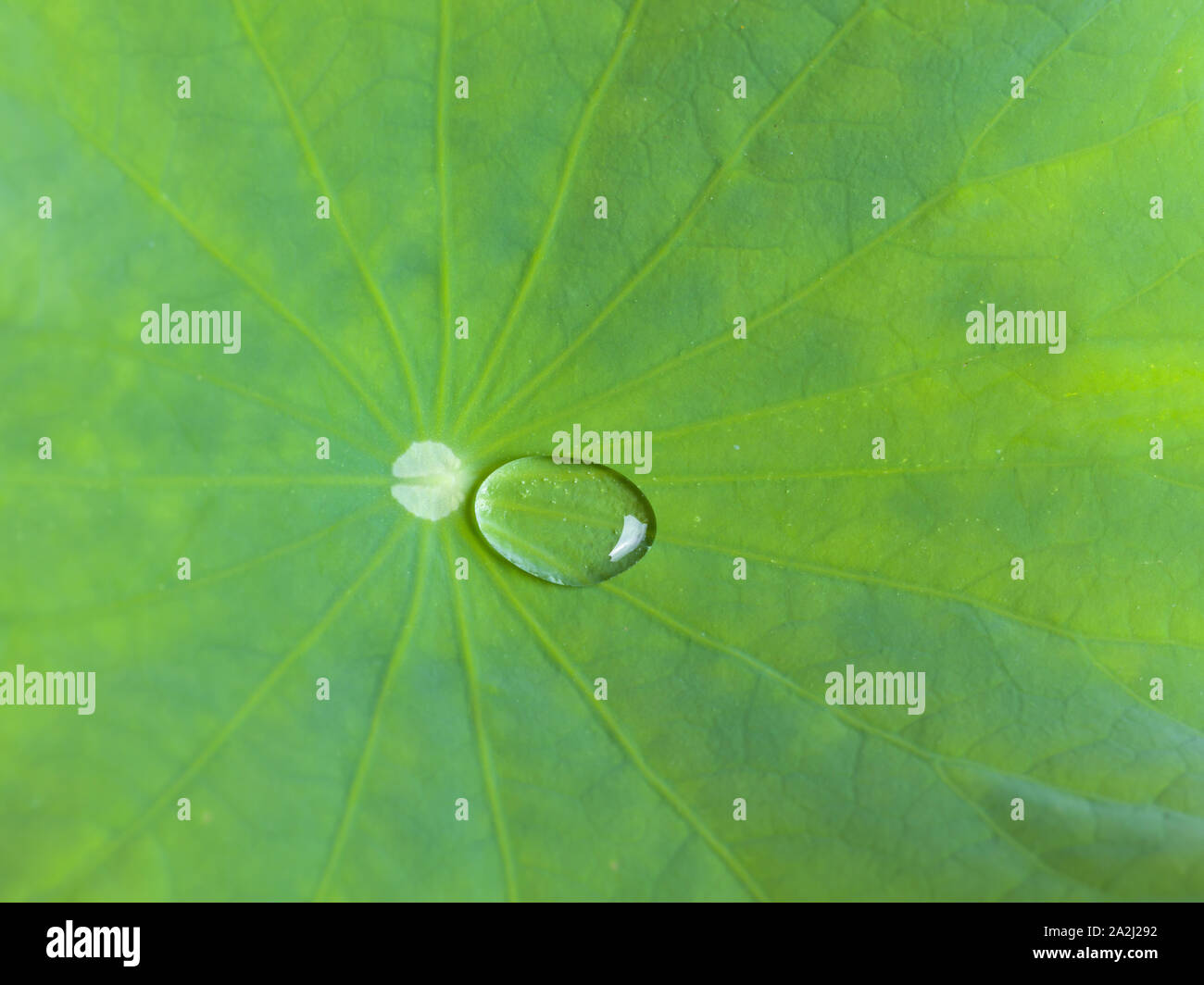 Detail of a large leaf of a lotus flower Stock Photo - Alamy