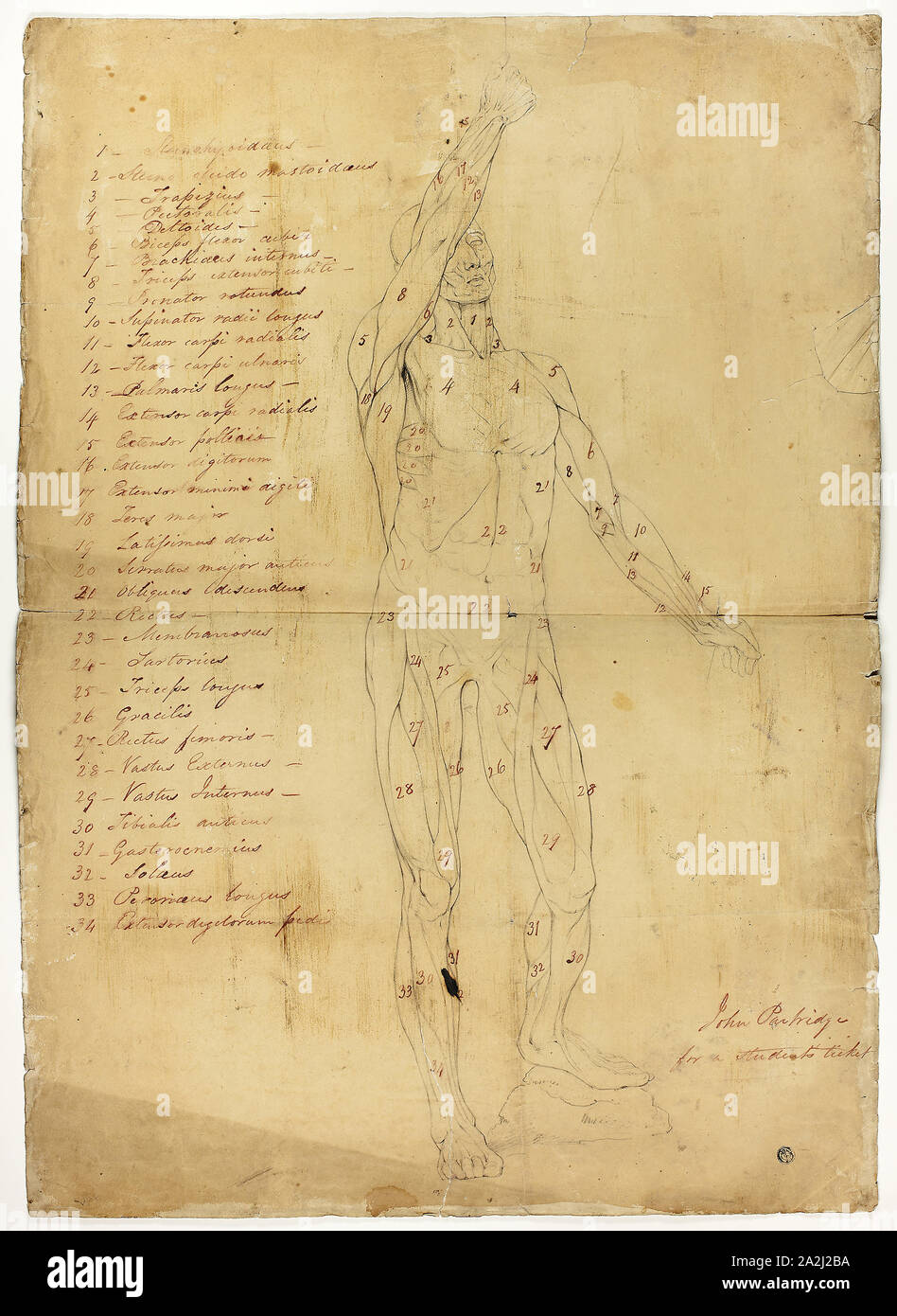 Ecorché hi-res stock photography and images - Alamy