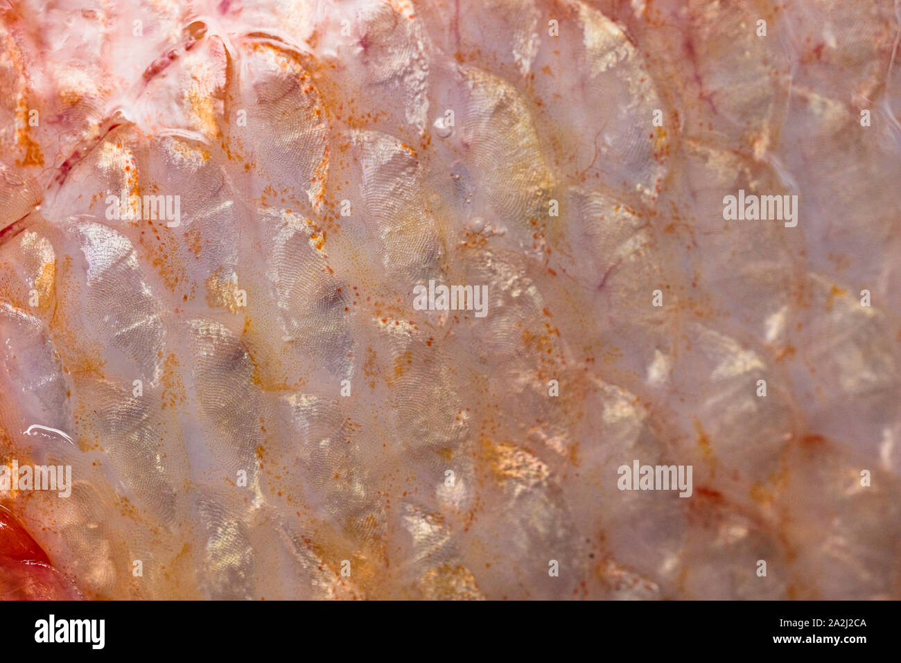 Texture of fish scales (Oreochromis niloticus),(Nile tiapia Stock Photo ...