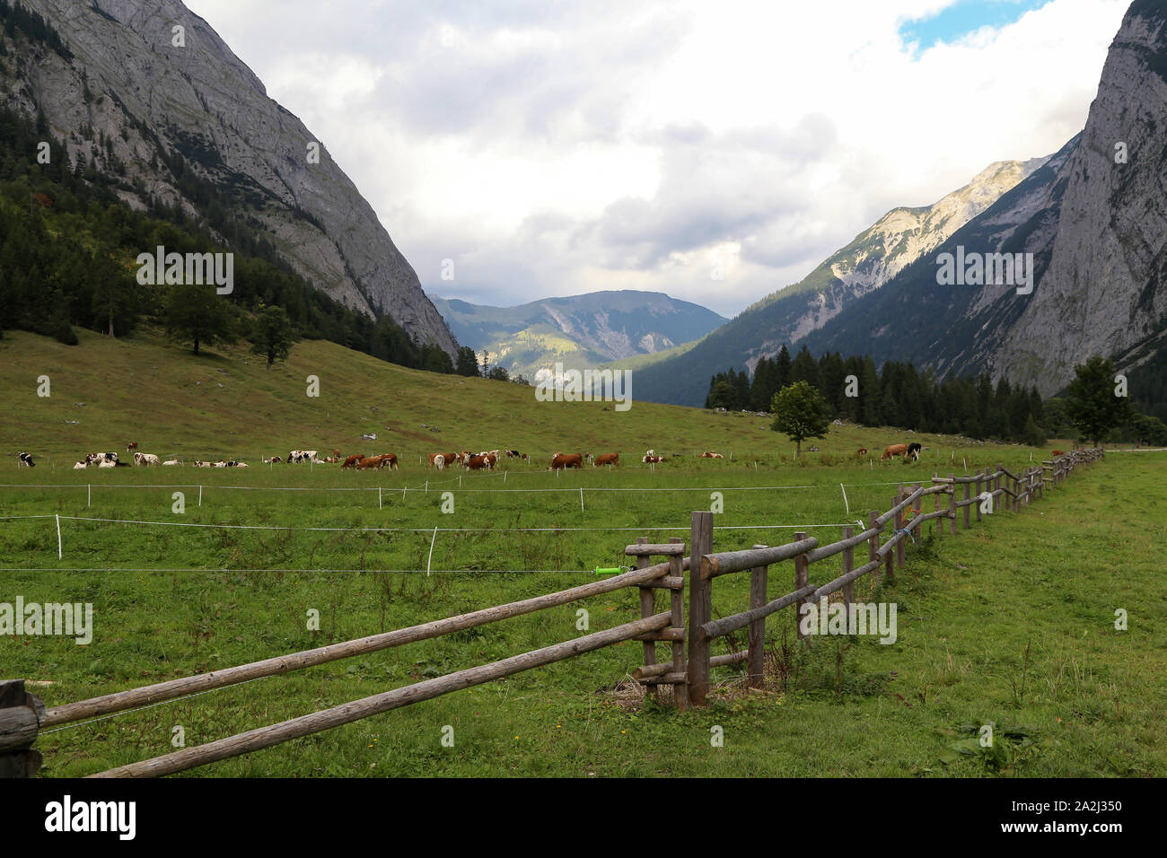 Alpine pastures and meadows in the Austrian Alps Stock Photo - Alamy