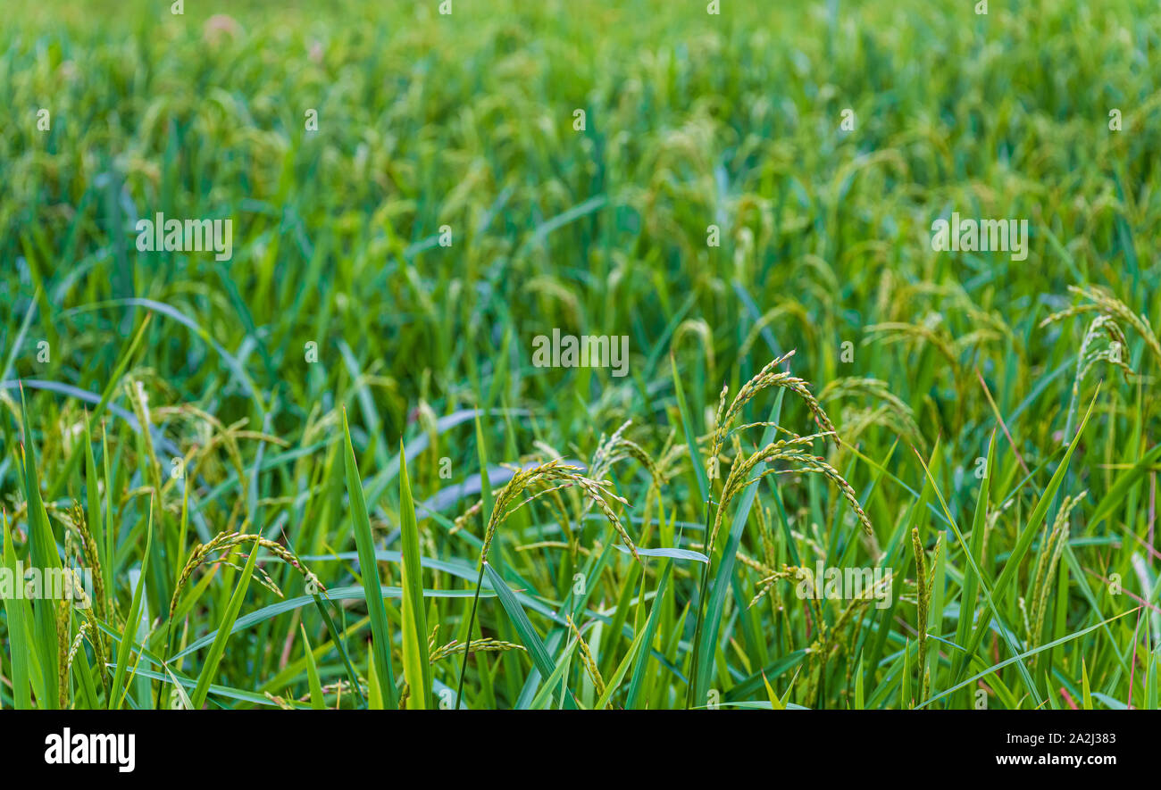 Green grains are growing in rice fields Stock Photo - Alamy