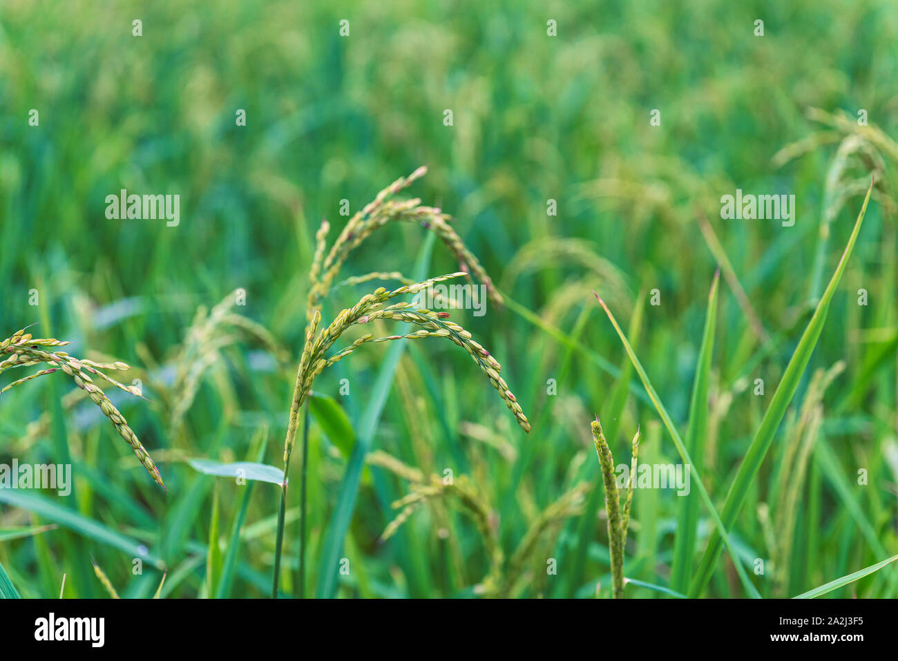 Green grains are growing in rice fields Stock Photo - Alamy