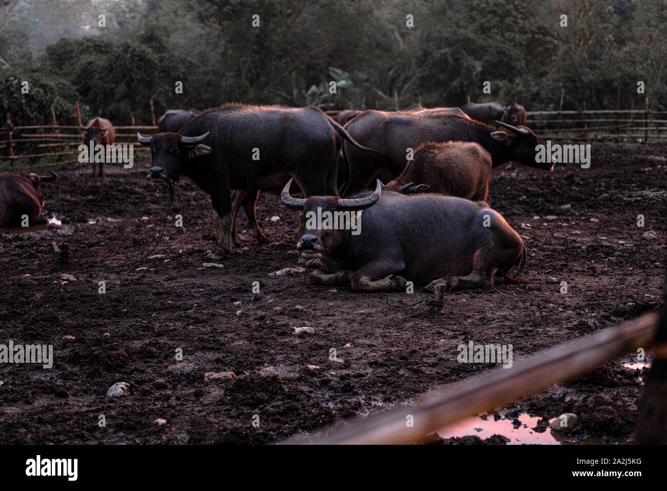 A group of buffalo lying on the water Stock Photo - Alamy