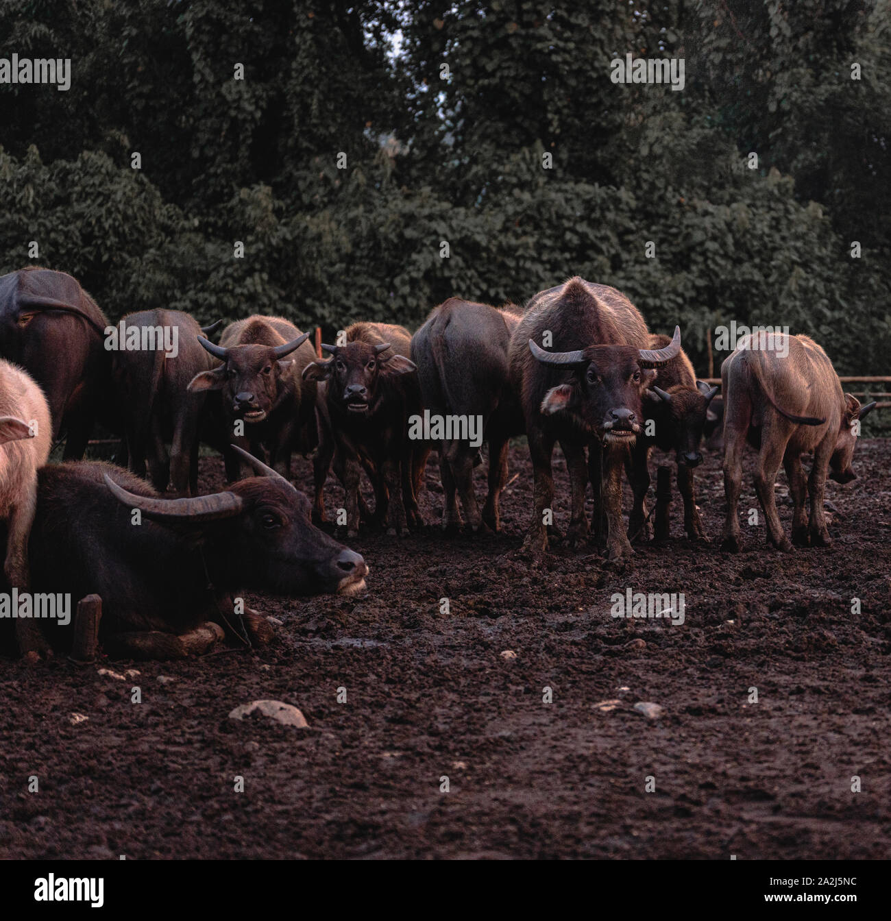 A group of buffalo lying on the water Stock Photo - Alamy