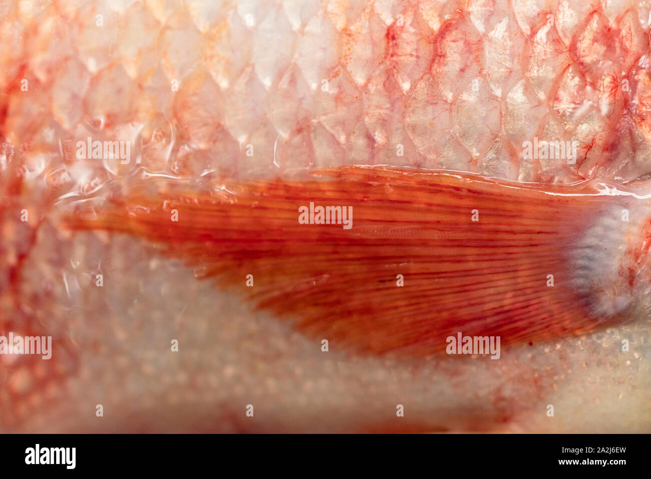 Texture of fish scales (Oreochromis niloticus),(Nile tiapia Stock Photo ...