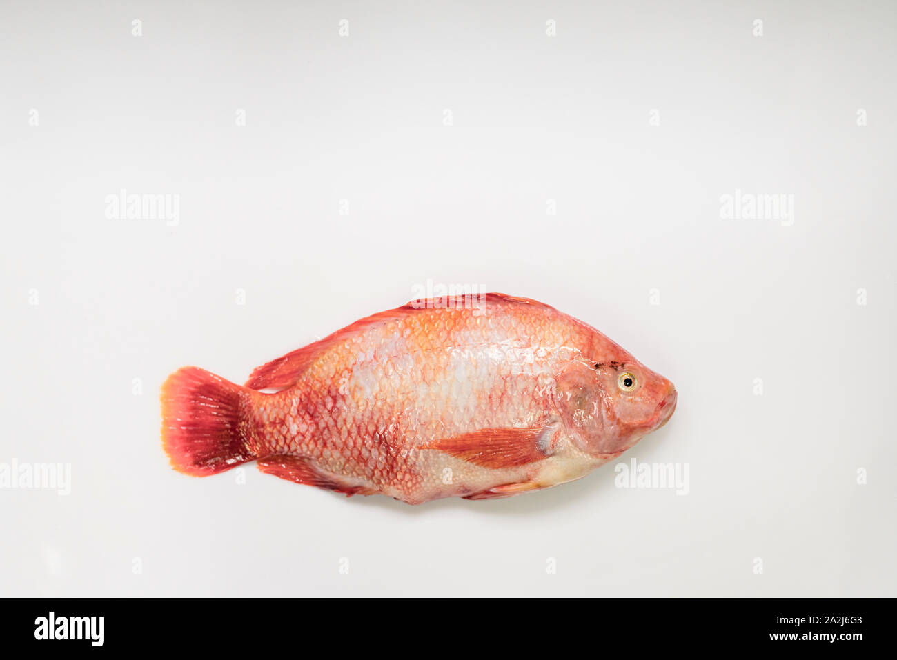 fresh raw fish isolated Red tilapia,Nile tiapia (Oreochromis niloticus ...