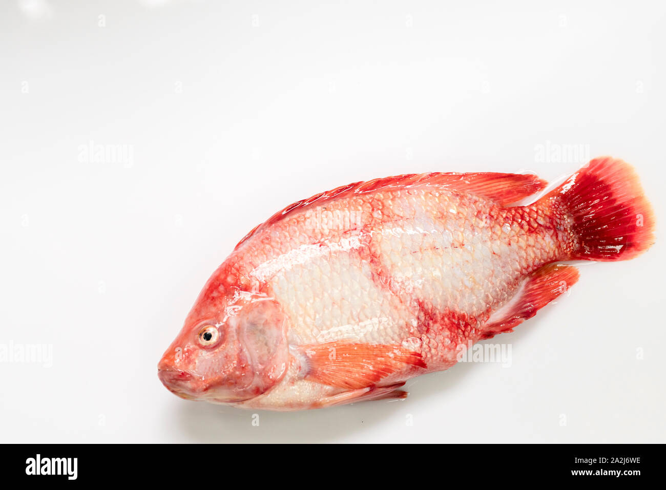 fresh raw fish isolated Red tilapia,Nile tiapia (Oreochromis niloticus ...