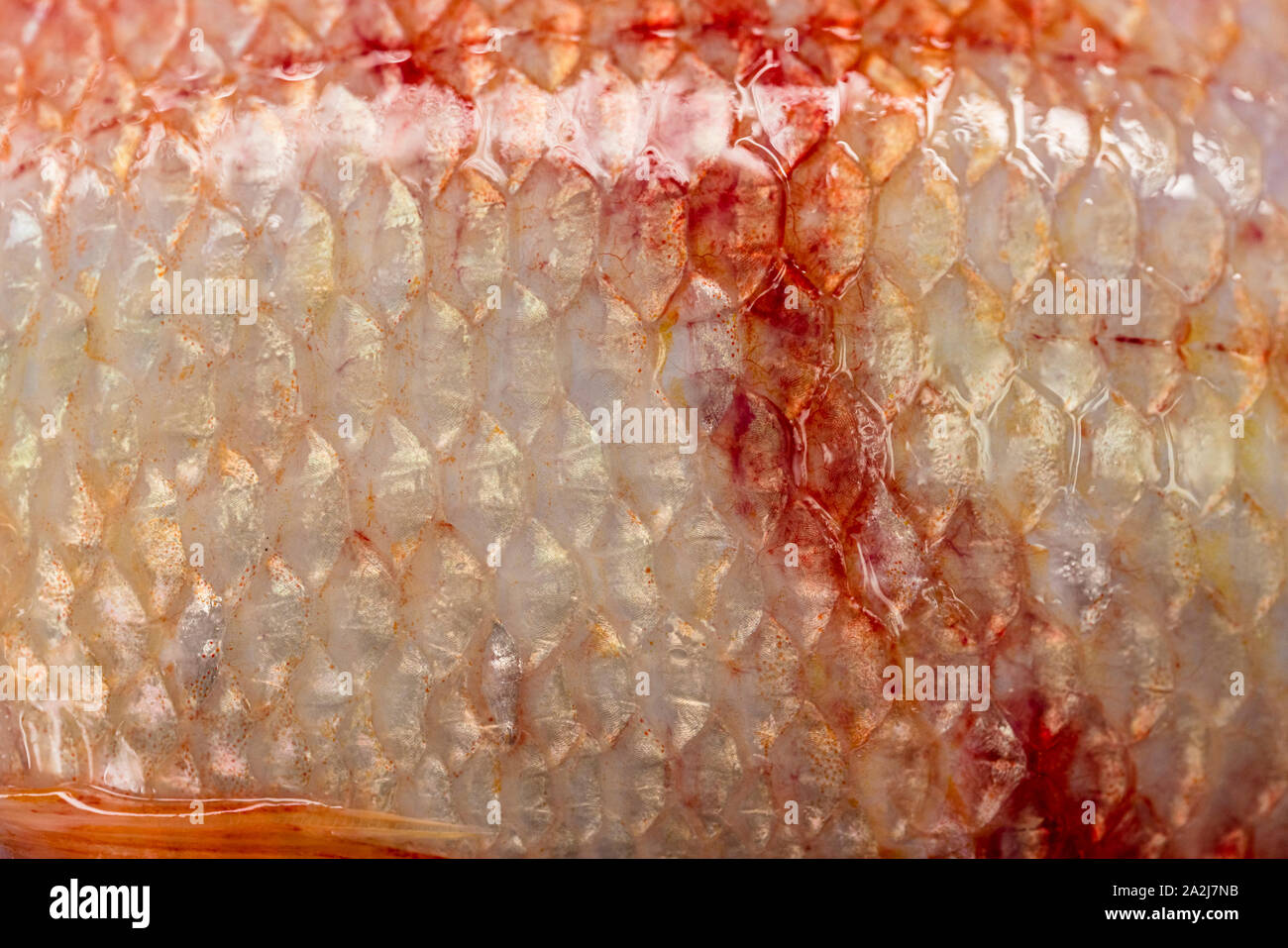 Fish scales hi-res stock photography and images - Alamy