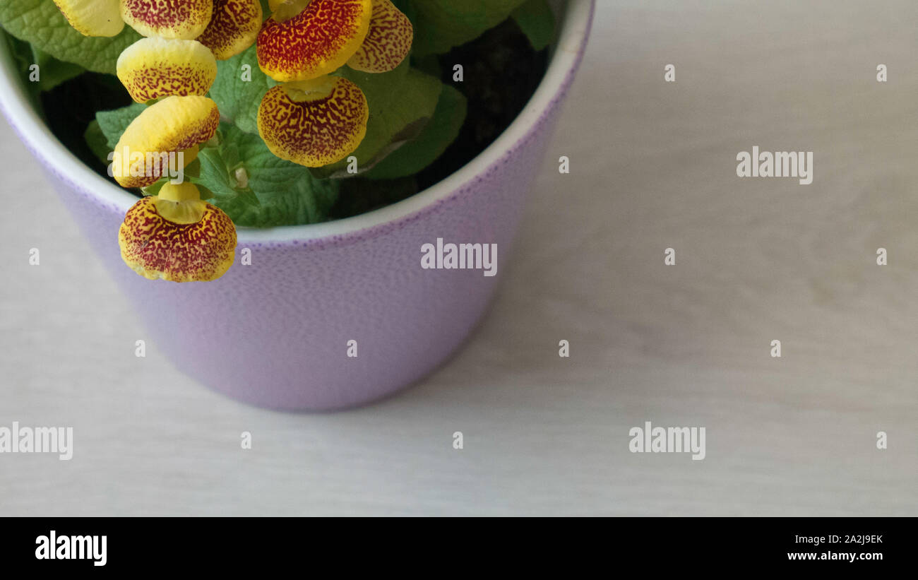 Ornamental yellow red flowers in pot Stock Photo - Alamy