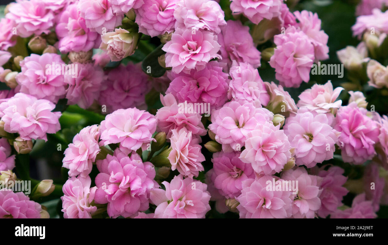 Beautiful Purple Kalanchoe flower Stock Photo - Alamy