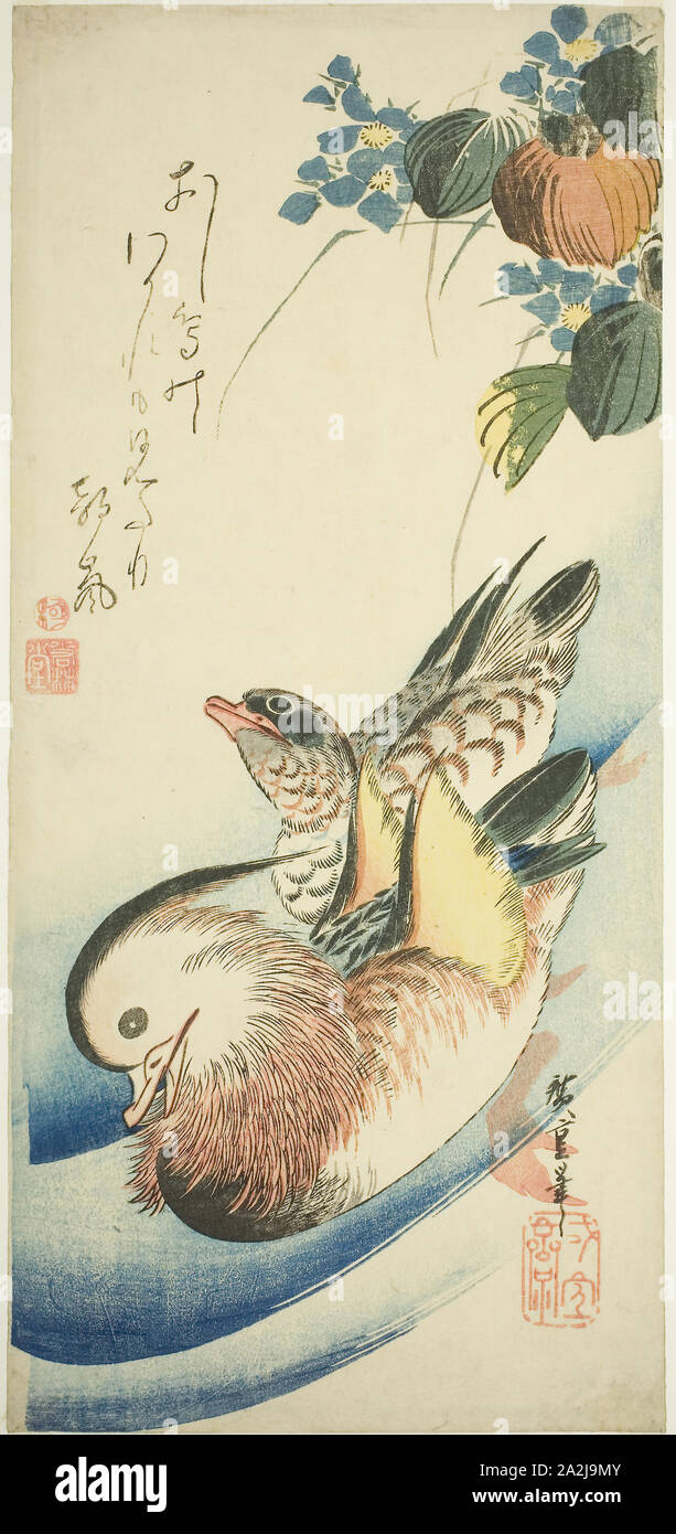 Japanese ducks hi-res stock photography and images - Alamy