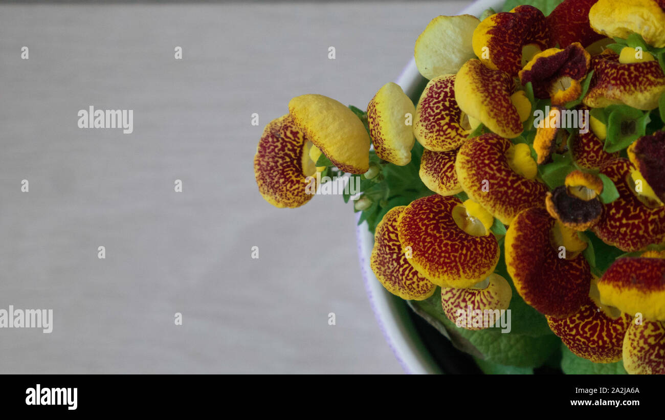 Ornamental yellow red flowers in pot Stock Photo - Alamy